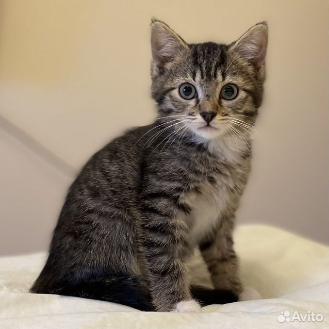 Котенок Кнопочка