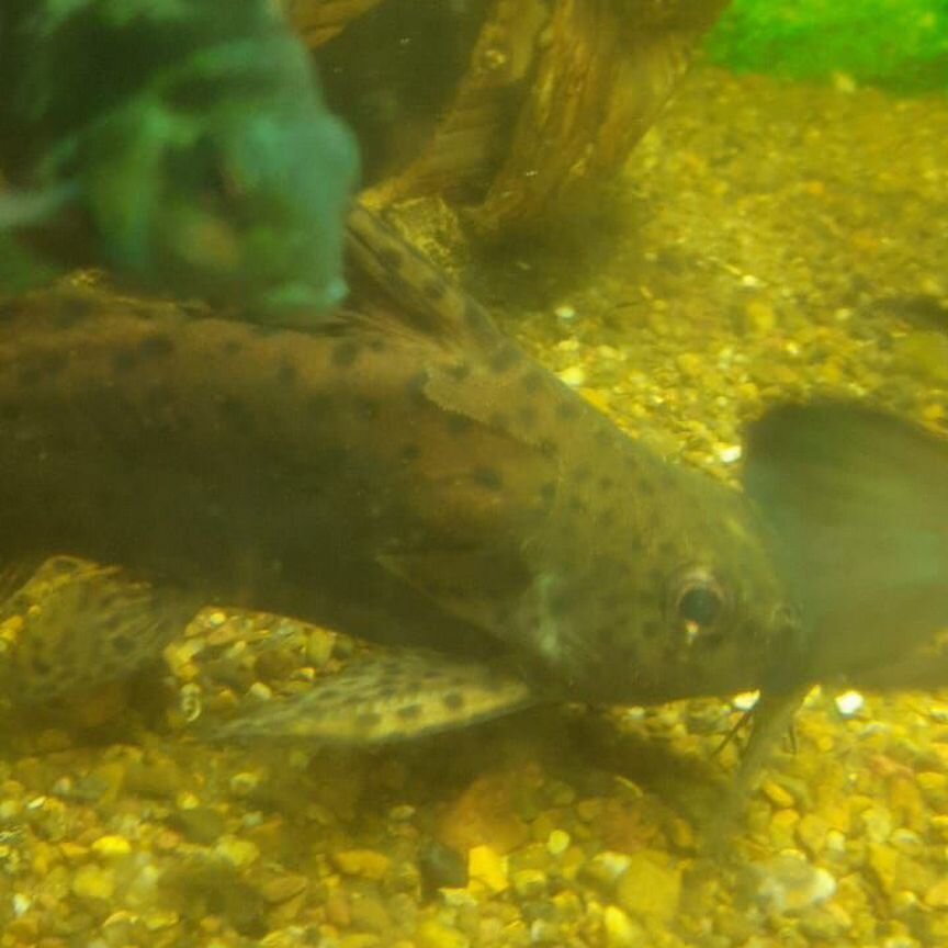 Сом синодонтис