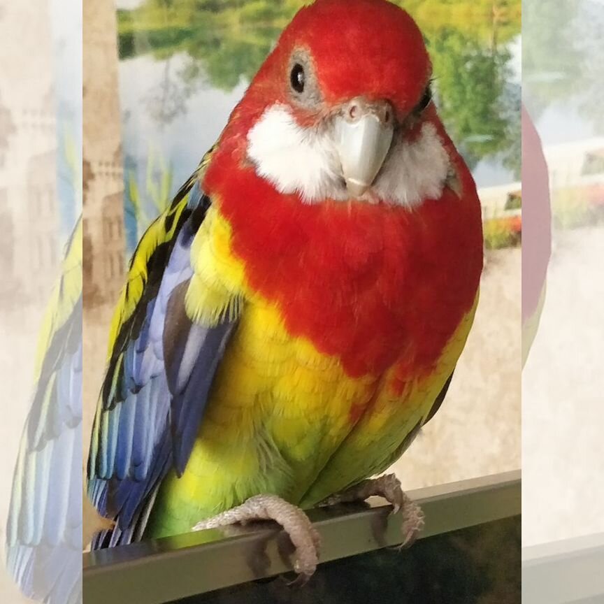 Попугай розелла пёстрая