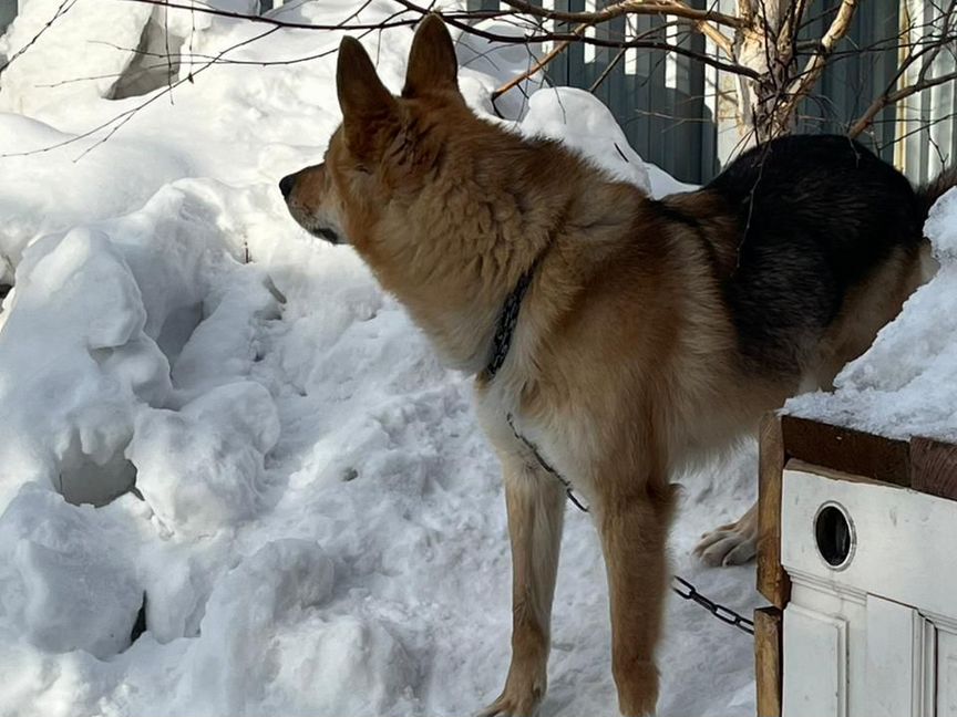 Пёс в добрые руки отдам бесплатно