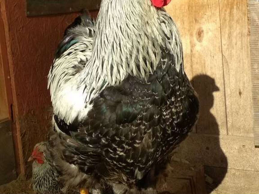 Петух, цыплята,перепела