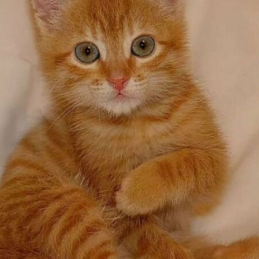 Красный тировый котенок