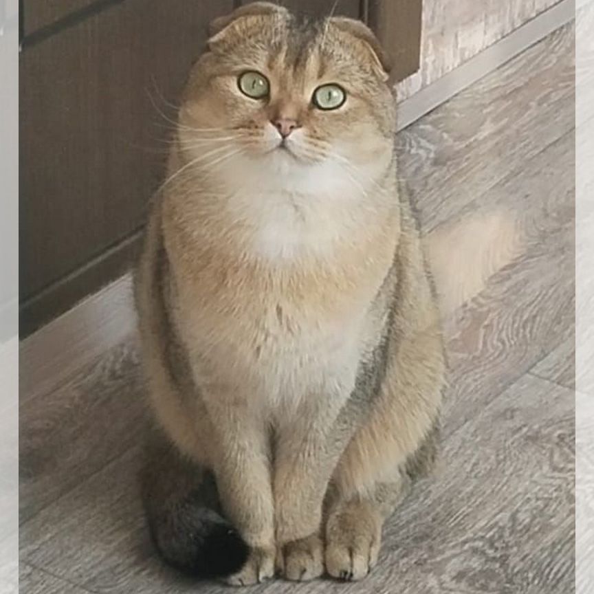 Семья шотландских золотых шиншил. Кот кошка