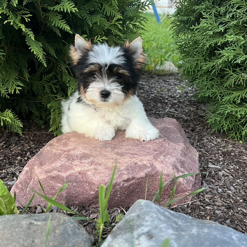 Красивый мальчик бивер