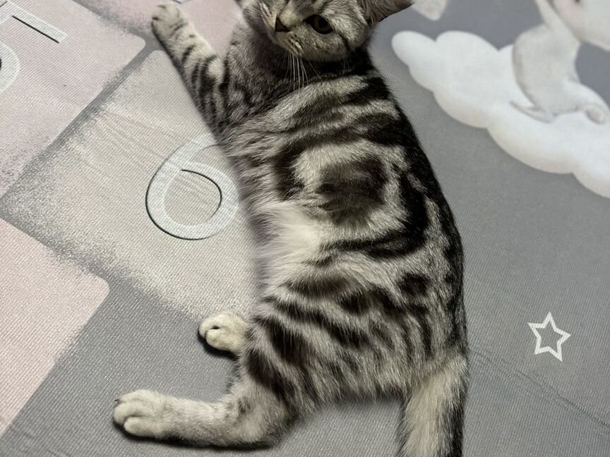 Кошка в дар бесплатно