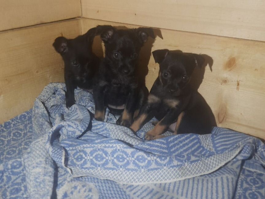 Щенки той-терьера