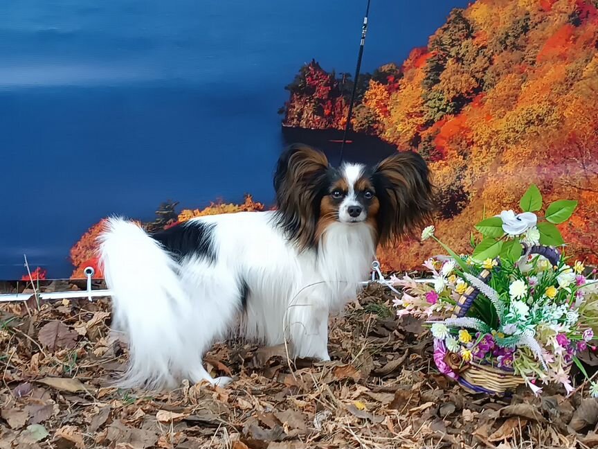 Папийон на вязку