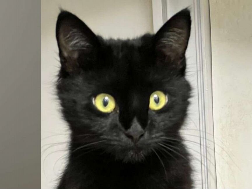 Чёрная пантерка в добрые руки, 11 месяцев