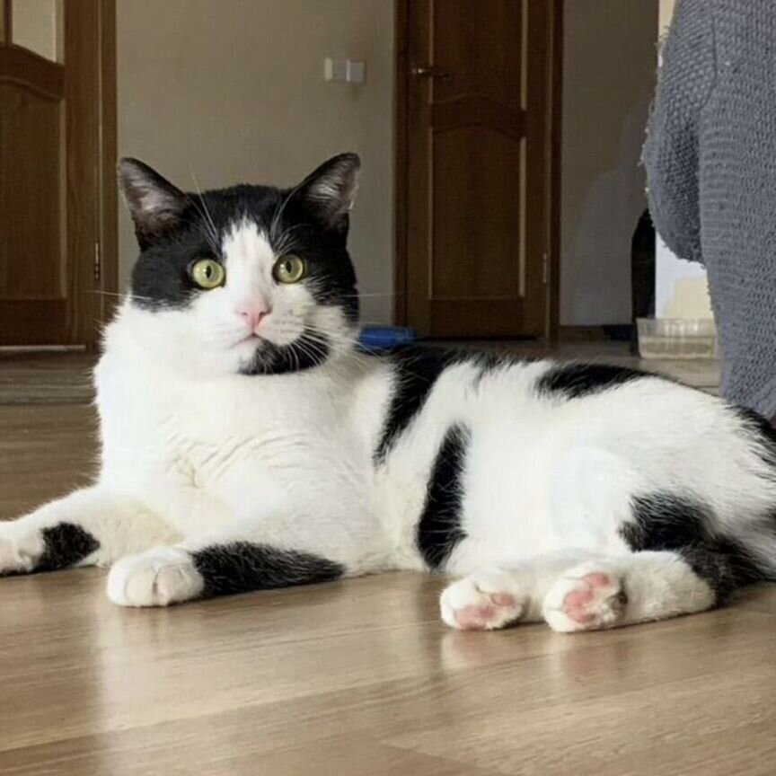 Коты в добрые руки