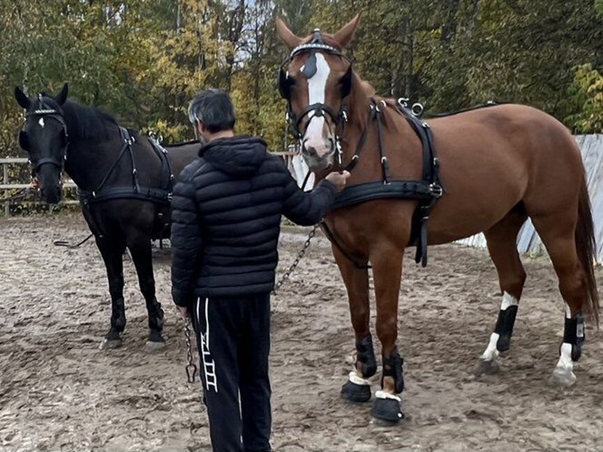 Новая упряжь фирмы « Знак»