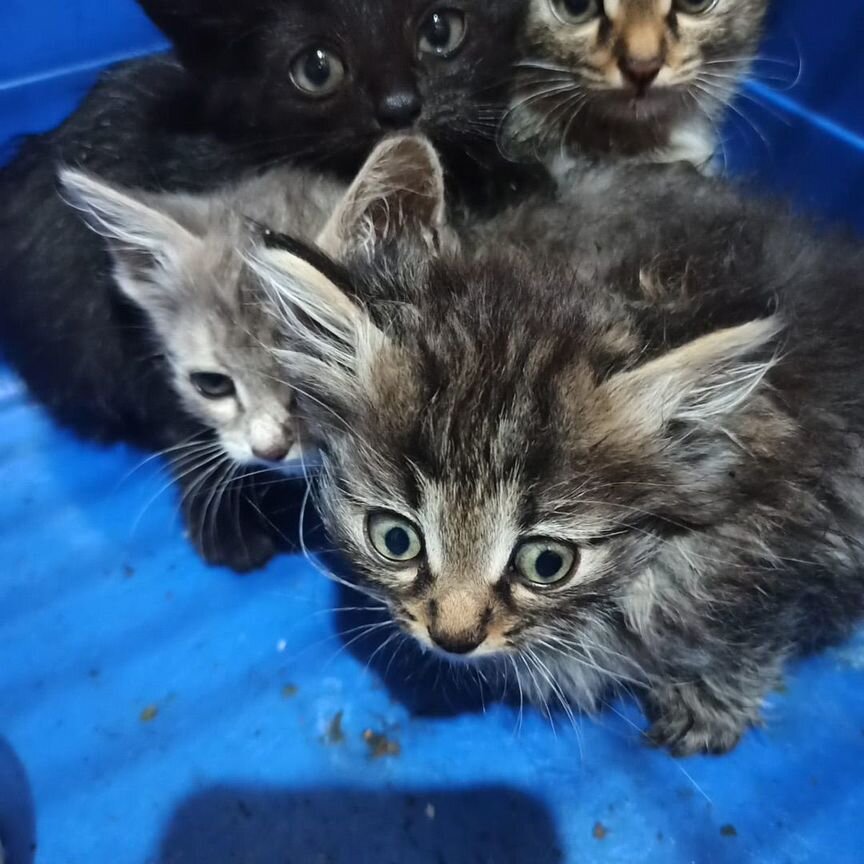 Котята в добрые руки