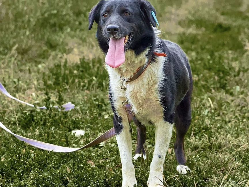 Ива, 4г, 50см. Собака в добрые руки