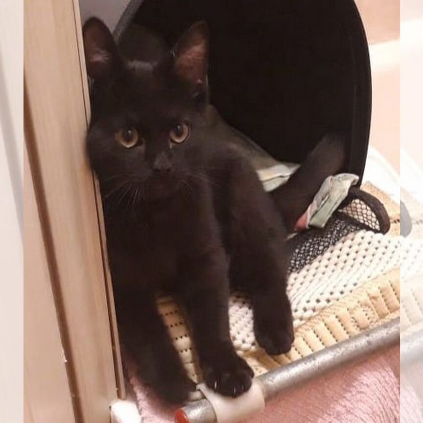 Котенок очень ласковый