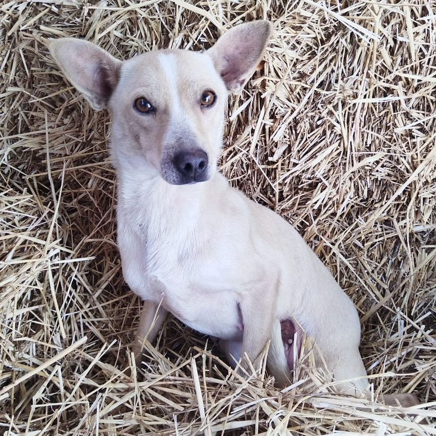 Маленькая собака в добрые руки отдам бесплатно