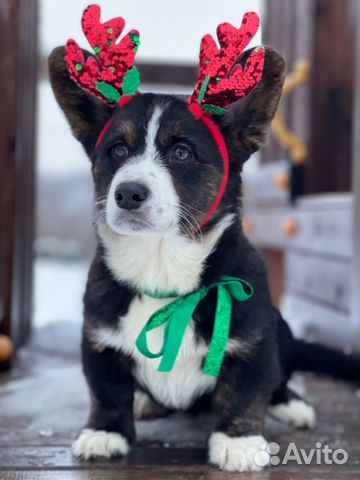 Вельш Корги Кардиган Dom Corgi Obsidian