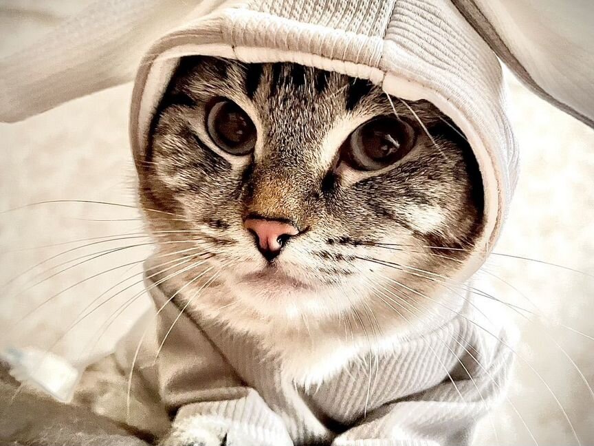 Кофточка для кошечки или маленькой собачки