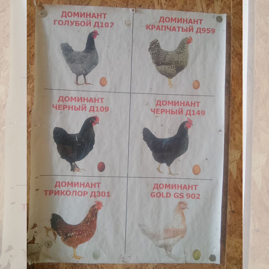 Куры несушки