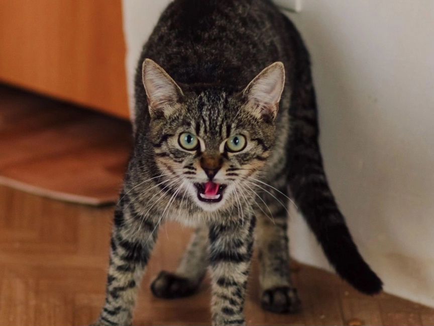 Котику Льву нужна адаптация