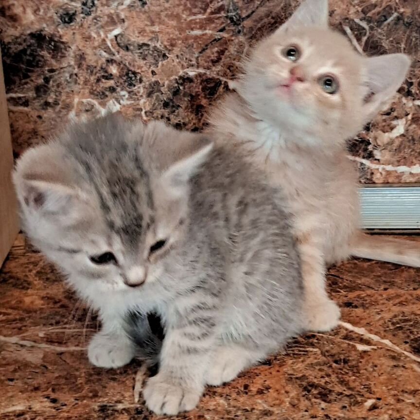 Шотландский вислоухий короткошёрстный котёнок