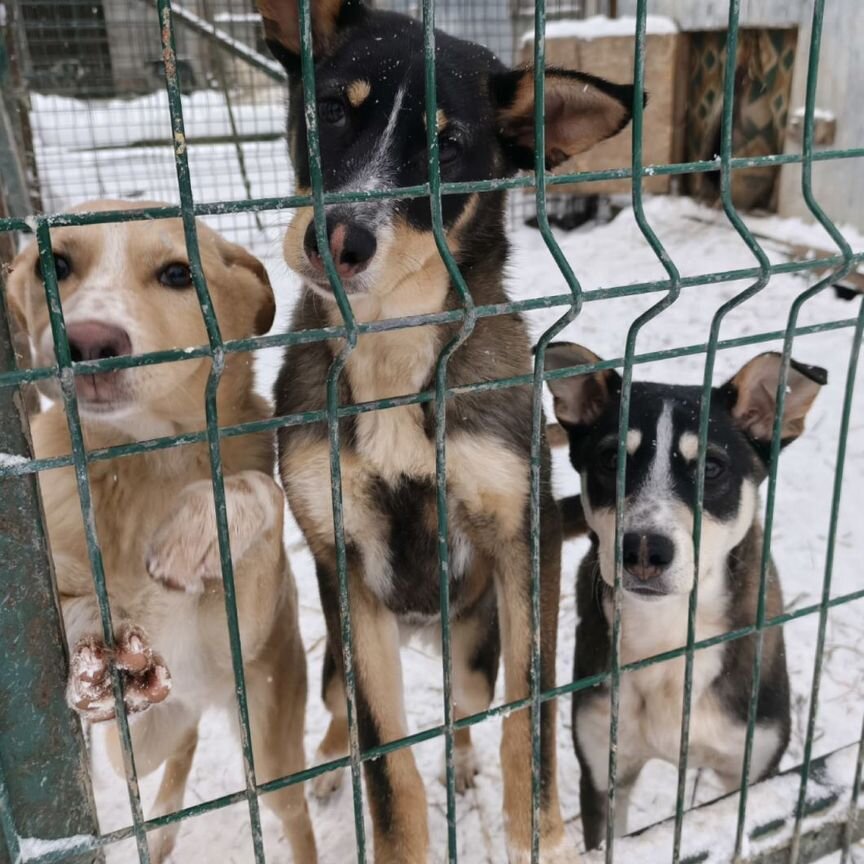 Щенок в добрые руки