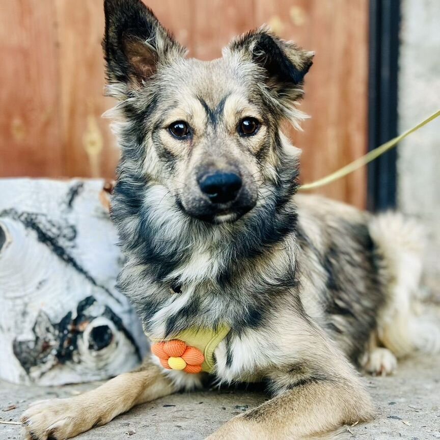 Маленькая собака в добрые руки