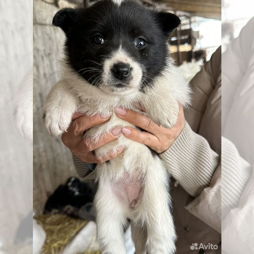 Карельская медвежья собака