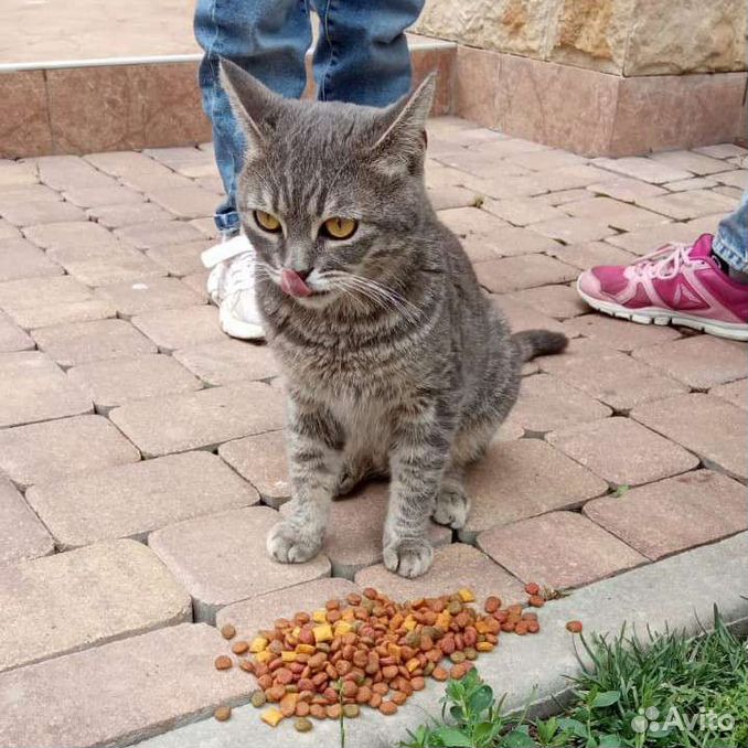 Подбросили котика, очень нужен дом