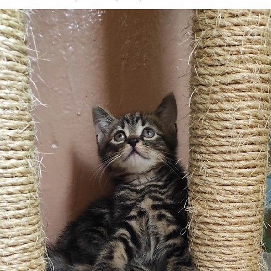 Котенок мальчик 2 месяца