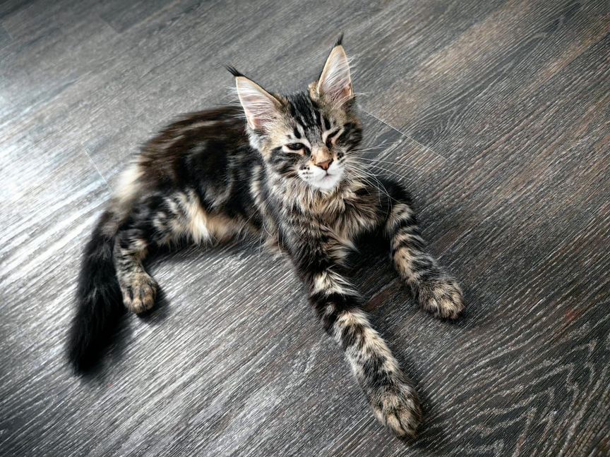 Продам котика мэй-кун