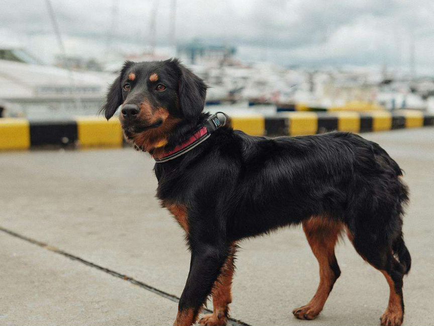 Маленькая собачка Леди в добрые руки