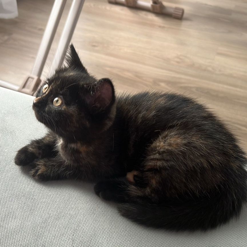 Шотландская прямоухая кошка 2 месяца