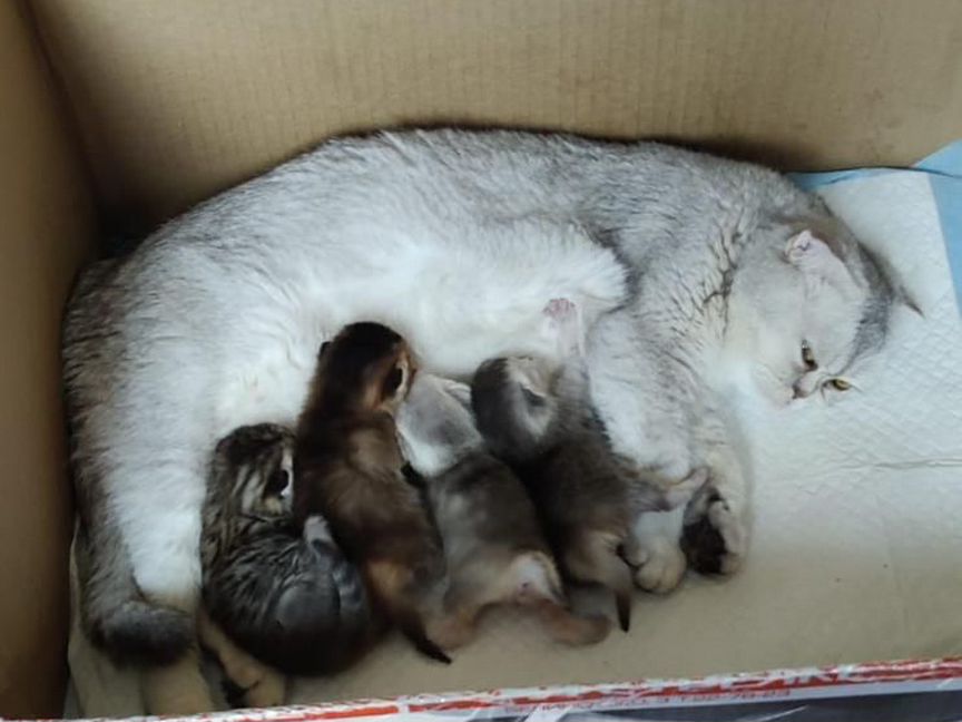 Котята шотландские шиншиллы