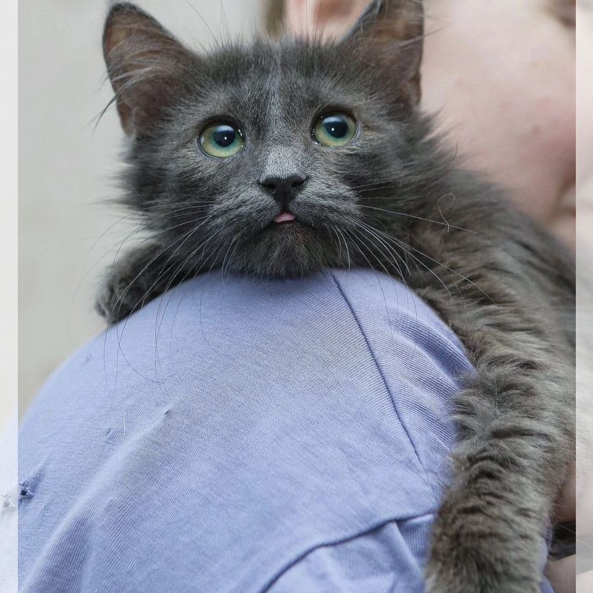 Котенок