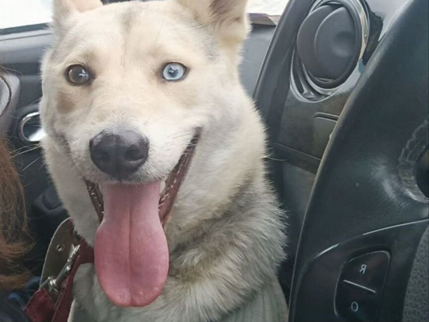 Собака в добрые руки