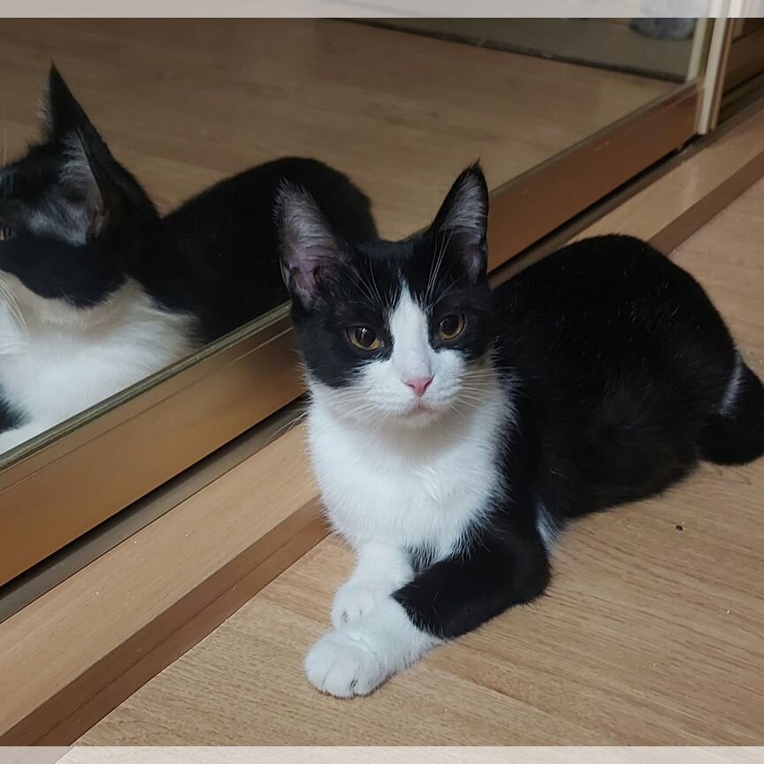 Взрослая кошка в добрые руки