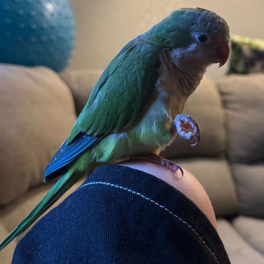 Попугай монах или квакер