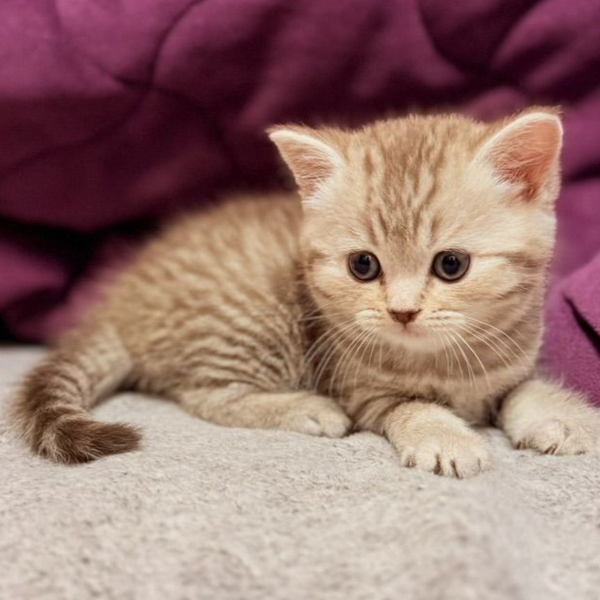 Шотландский прямоухий короткошёрстный котёнок