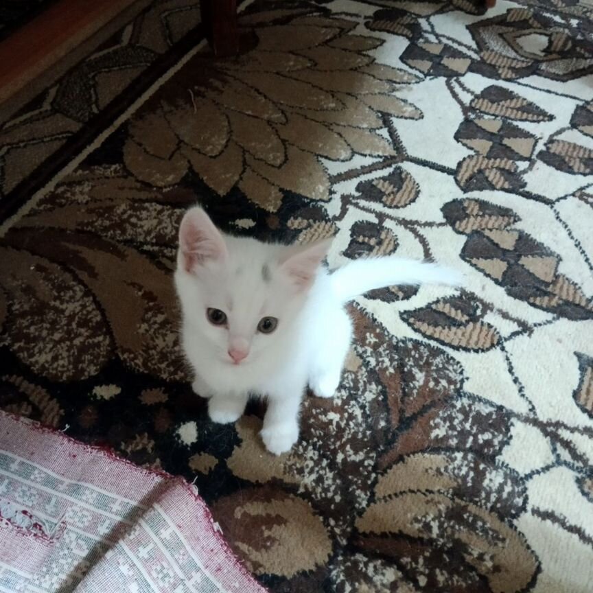 Котятки белые