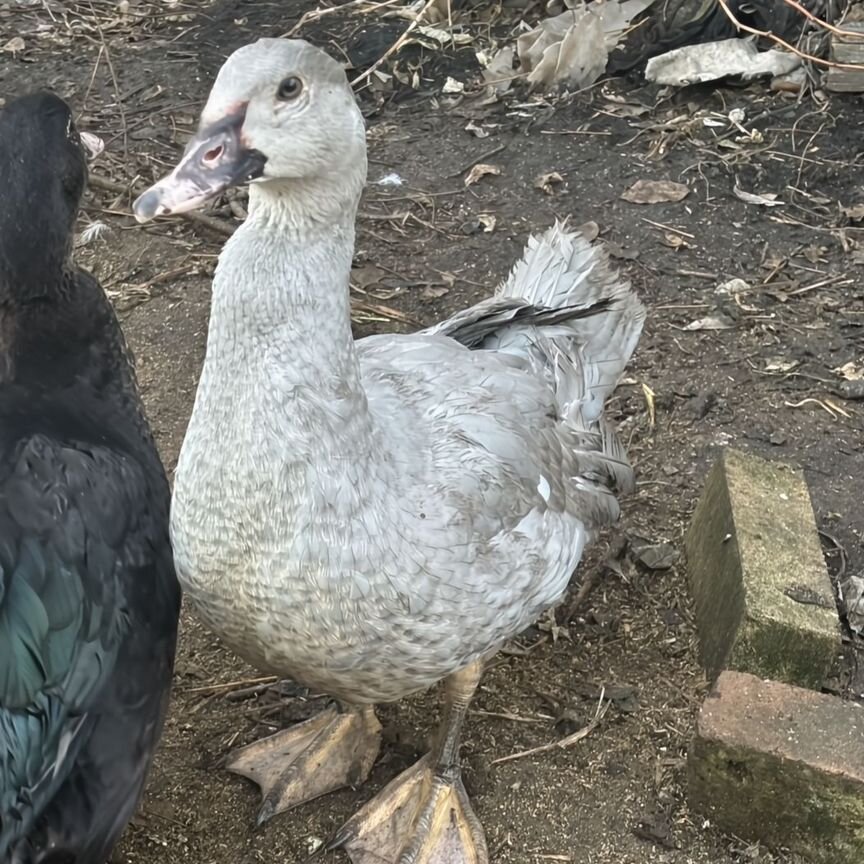 Селезень индоутки на племя