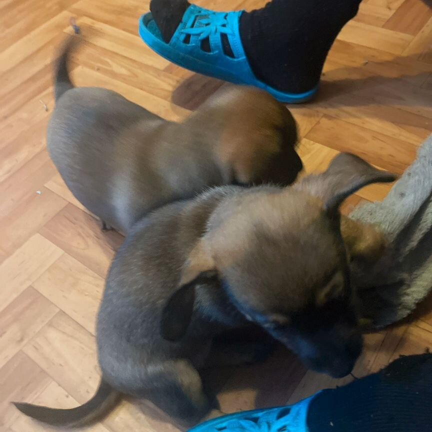 Руский той терьер