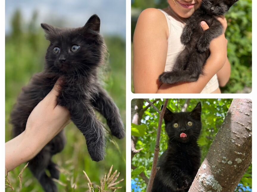 Котята в добрые руки бесплатно