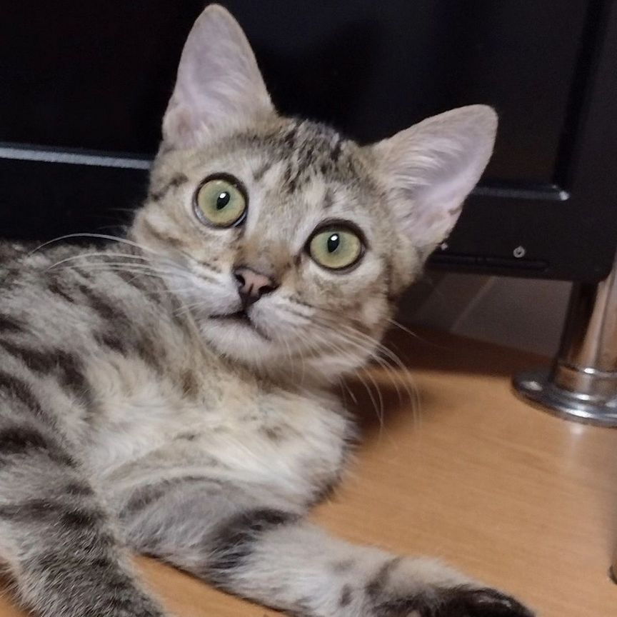 Котенок ищет дом