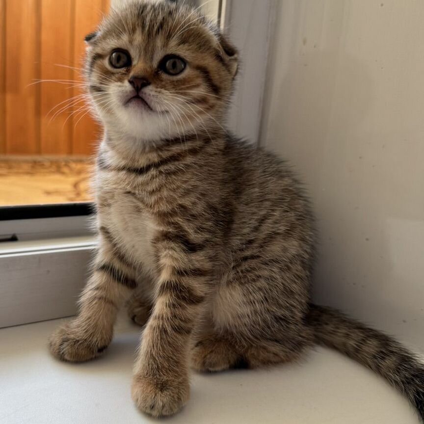 Британские котята