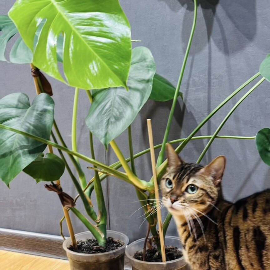 Бенгальская, взрослая кошка