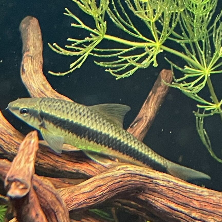 Водорослееды sae,сом,мох,креветки