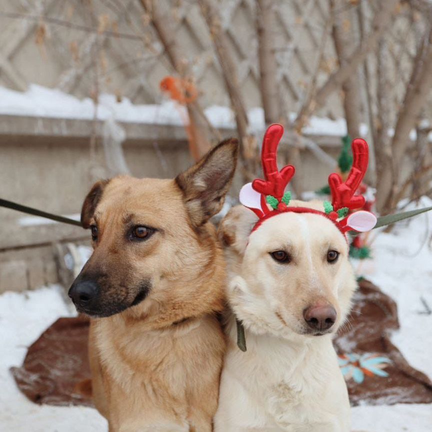 Фрейю и Фриду бросила хозяйка