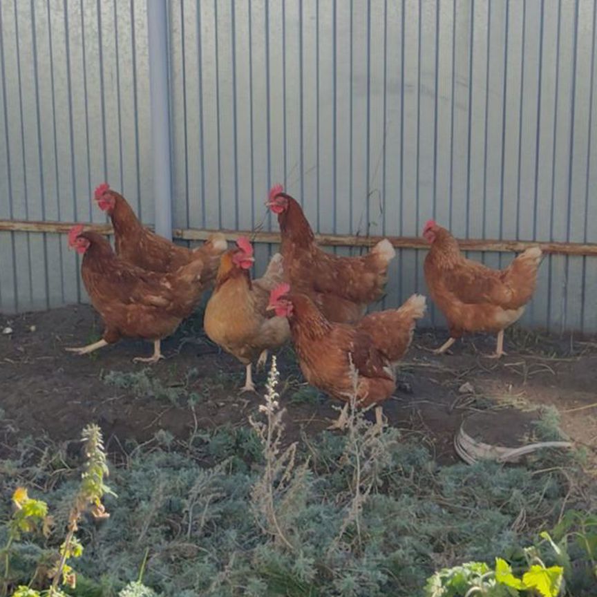 Куры несушки продам