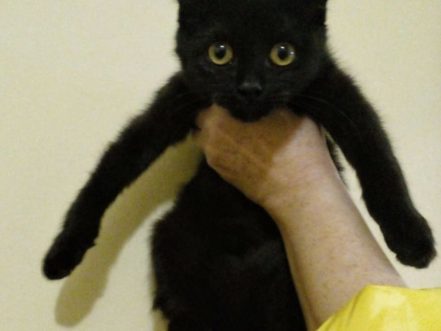 Котенок в добрые руки
