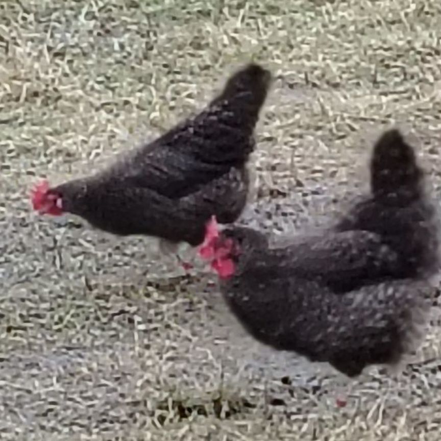 Курица несушка оливковое яйцо