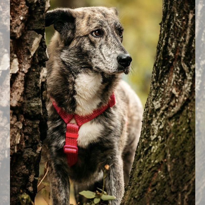 Взрослая собака в добрые руки